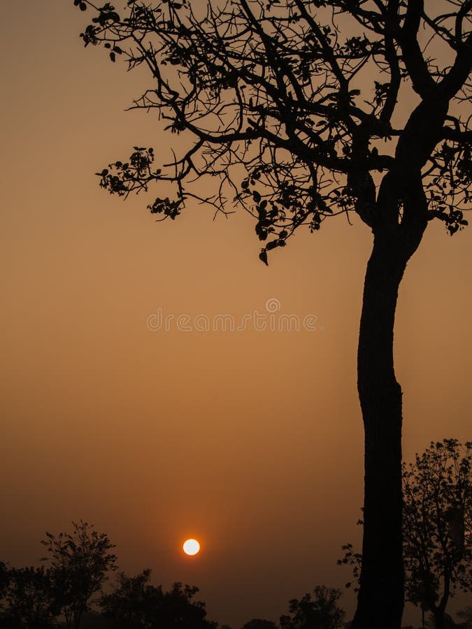 Sun Behind the Tree stock photo. Image of shadow, peace - 90016582