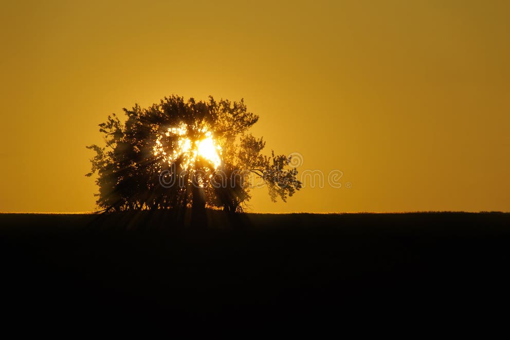 Sun behind a tree stock photo. Image of valley, sunset - 37159238
