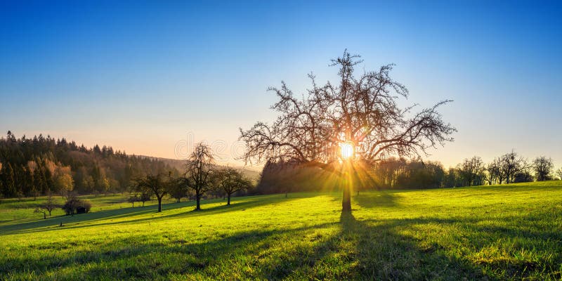 Sun Behind a Tree on an Idyllic Green Meadow Stock Image - Image of ...