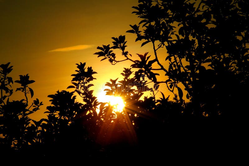 The Sun Behind the Tree stock image. Image of lens, halo - 116064481