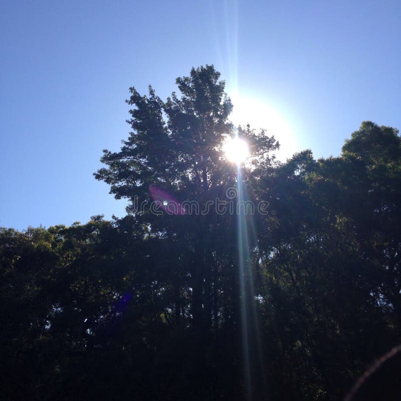 Sun behind a tree stock photo. Image of tree, silhouette - 78591066