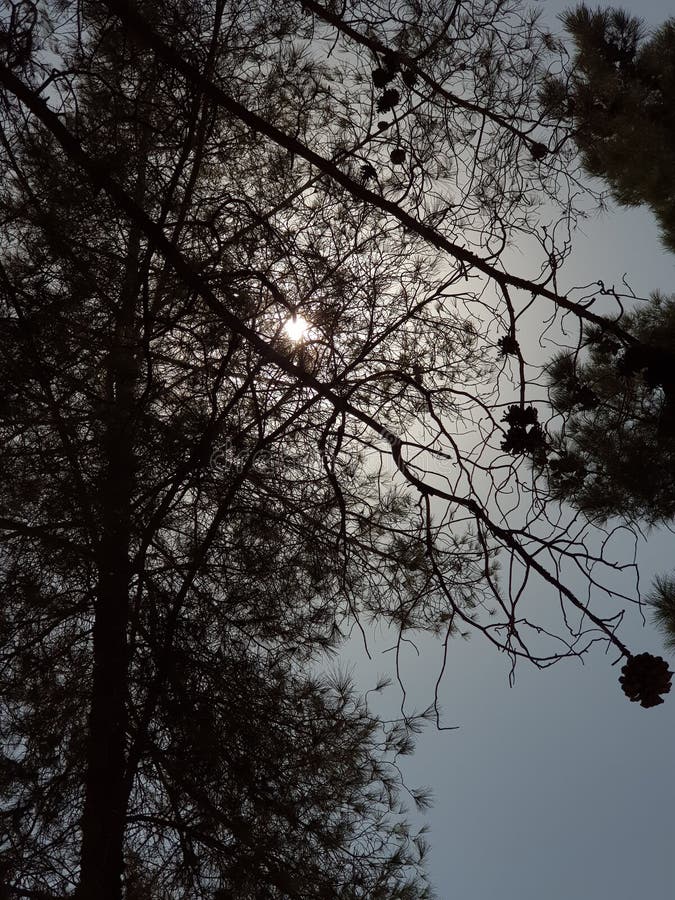 Sun Behind The Tree Picture. Image: 84955673