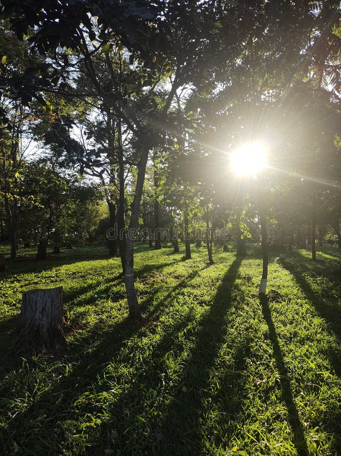 Sun behind the trees stock image. Image of claudineycogo - 261923445
