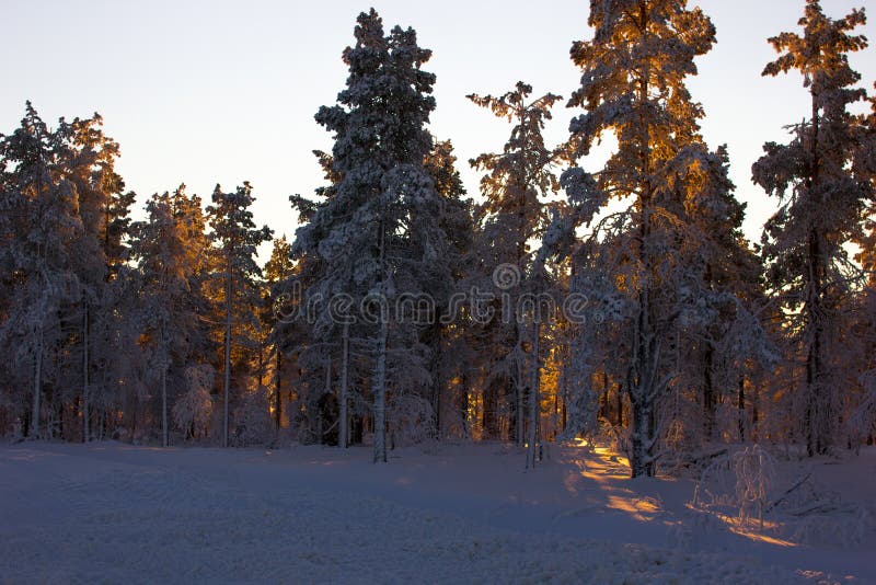 Sun Behind Trees Covered in Snow in Levi Stock Image - Image of ...