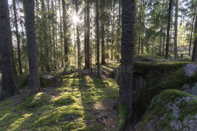 Sunlight in Pine Forest in Sweden Stock Photo - Image of wood, nature ...