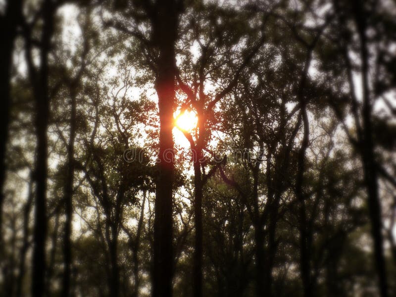 Sun behind trees stock photo. Image of warm, trees, light - 88552322