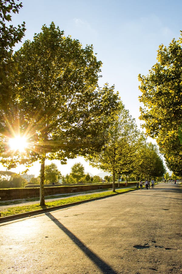 Sun Behind Trees Path in Tuscany Stock Image - Image of country, autumn ...