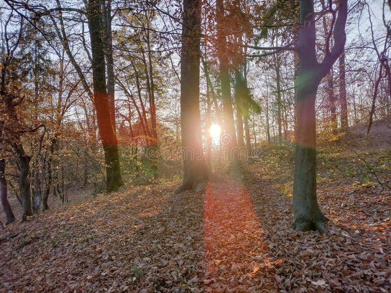 The Sun Behind the Trees Seen from the Forest Stock Image - Image of ...