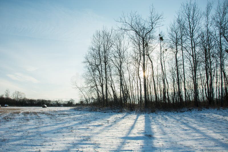 Sun Behind Trees and Shadows on Snow Stock Photo - Image of beautiful ...
