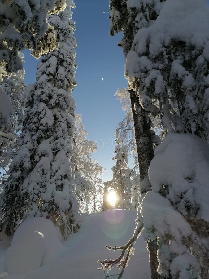 Sun behind trees and snow stock photo. Image of winter - 213155684