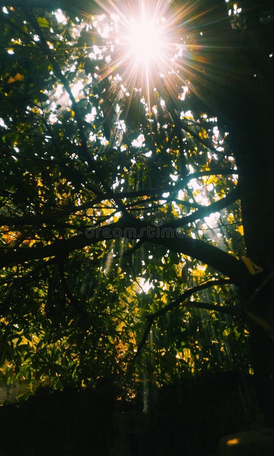 The sun behind the trees stock image. Image of sunlight - 204149999