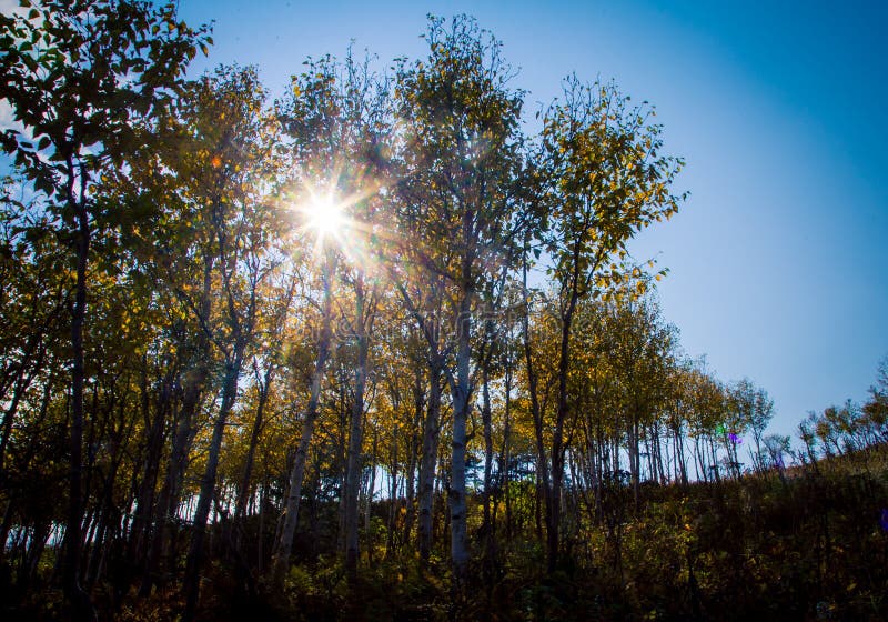 Sun in the birch trees stock image. Image of nature - 107152203