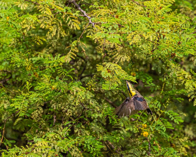 A Sun Bird c stock image. Image of swallow, nest, breeding - 285845729