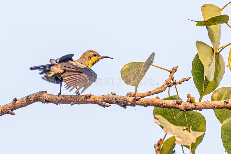 Sun bird drying its wings stock image. Image of bill - 227830139