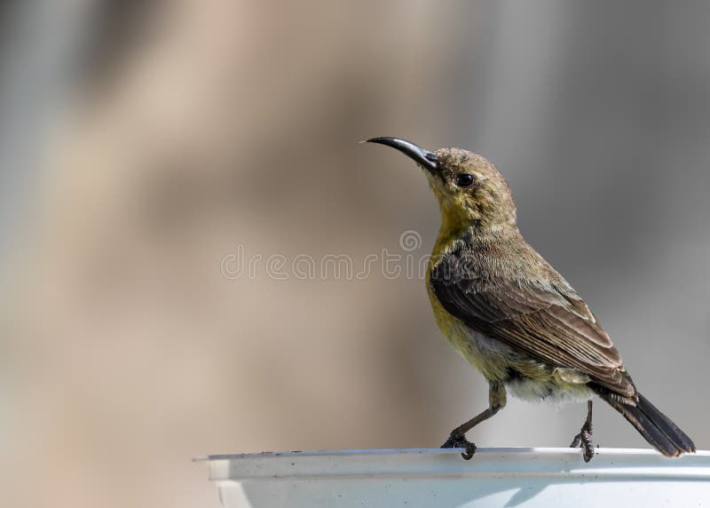 A sun bird looking back stock image. Image of beauty - 237519789