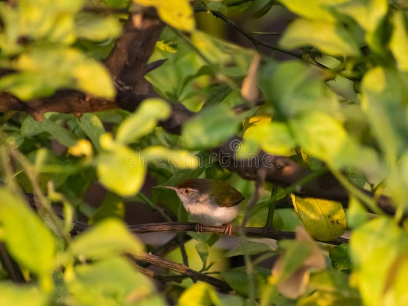 Sun Bird is Playing on the Branches of the Big Tree at Sunrise Stock Image - Image of breeding ...