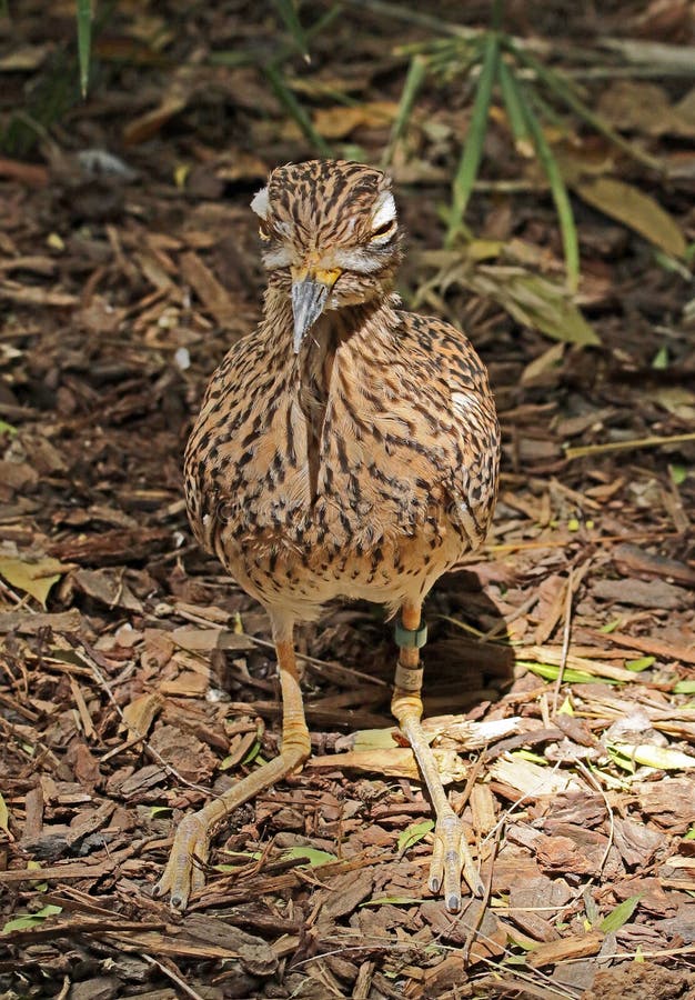 Sun Bittern stock image. Image of bright, brown, cute - 70765359