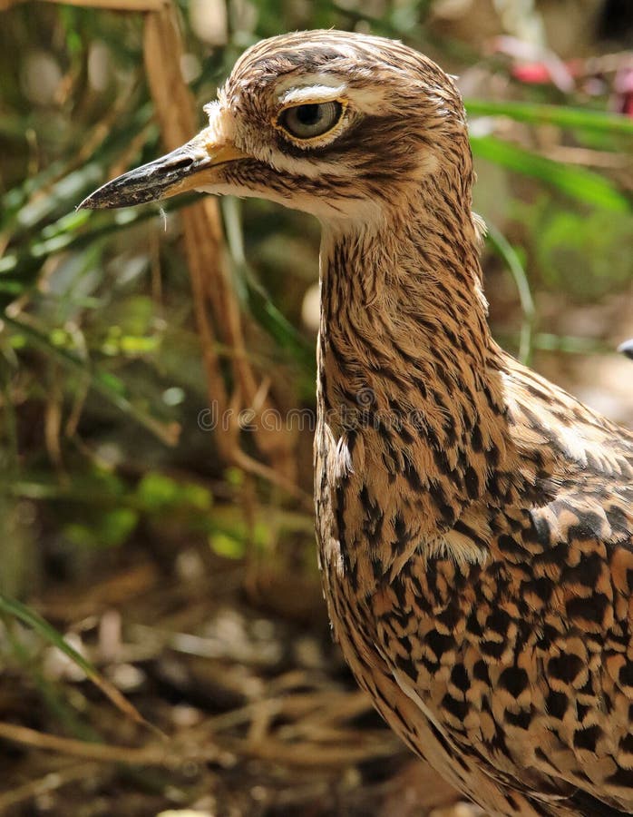 Sun Bittern stock image. Image of beak, cute, subdued - 70765401