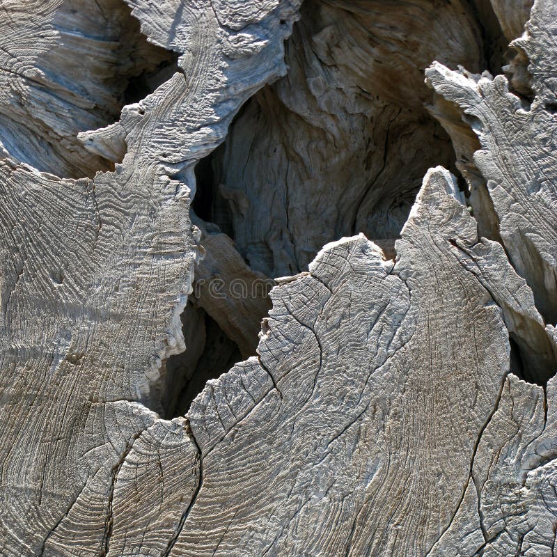 Sun Bleached Driftwood stock image. Image of light, shadows - 56252799