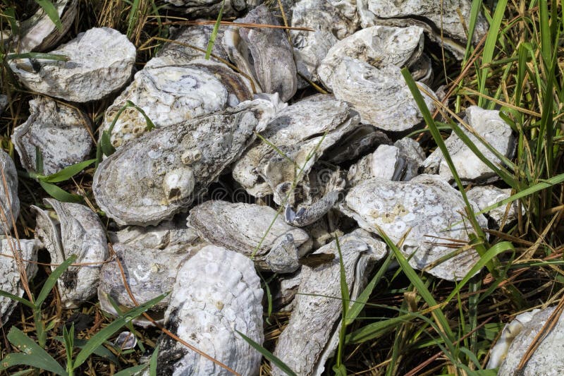Sun Bleached Oyster Shells with Barnacles Stock Photo - Image of ...