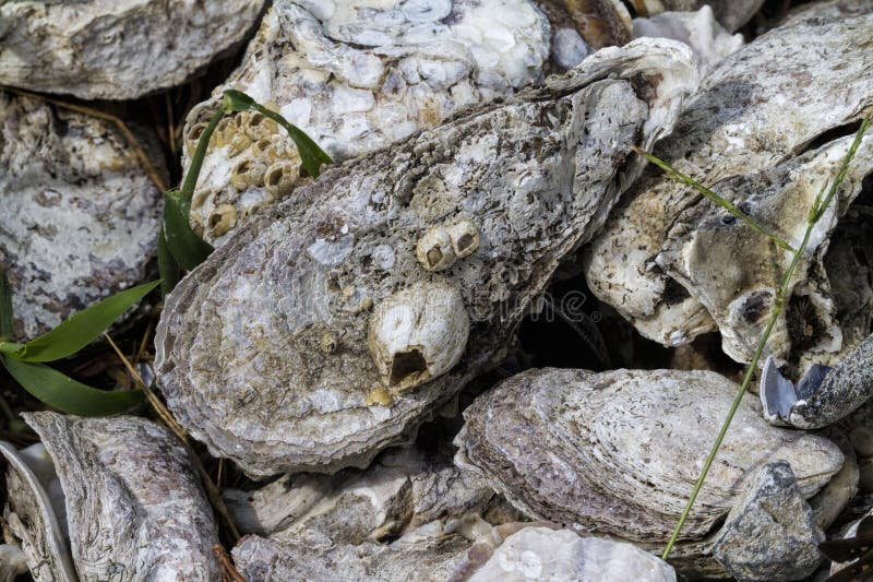 Sun Bleached Oyster Shells with Barnacles Stock Image - Image of ...