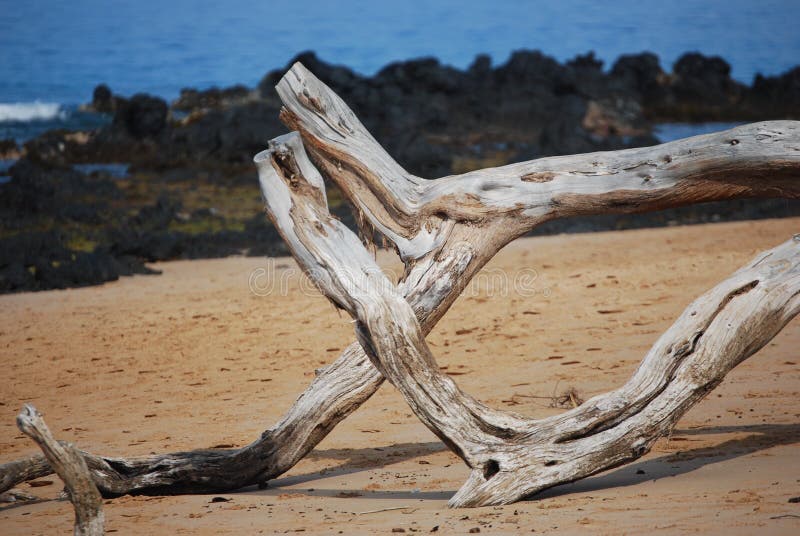 Sun bleached tree stock image. Image of tree, bleached - 76287811