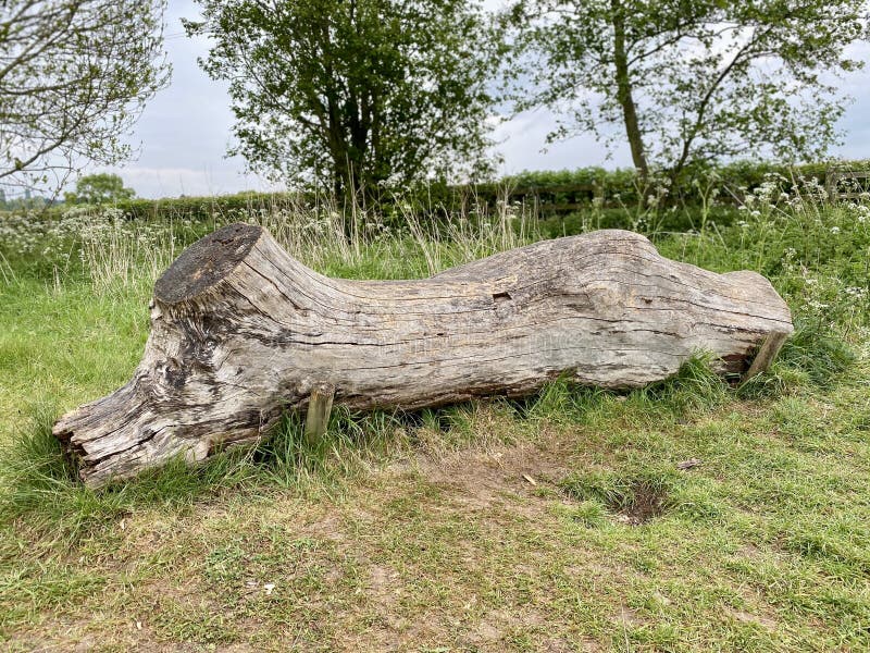 Sun Bleached Tree Stump Laying in Grass in a Forest. Derbyshire, UK ...