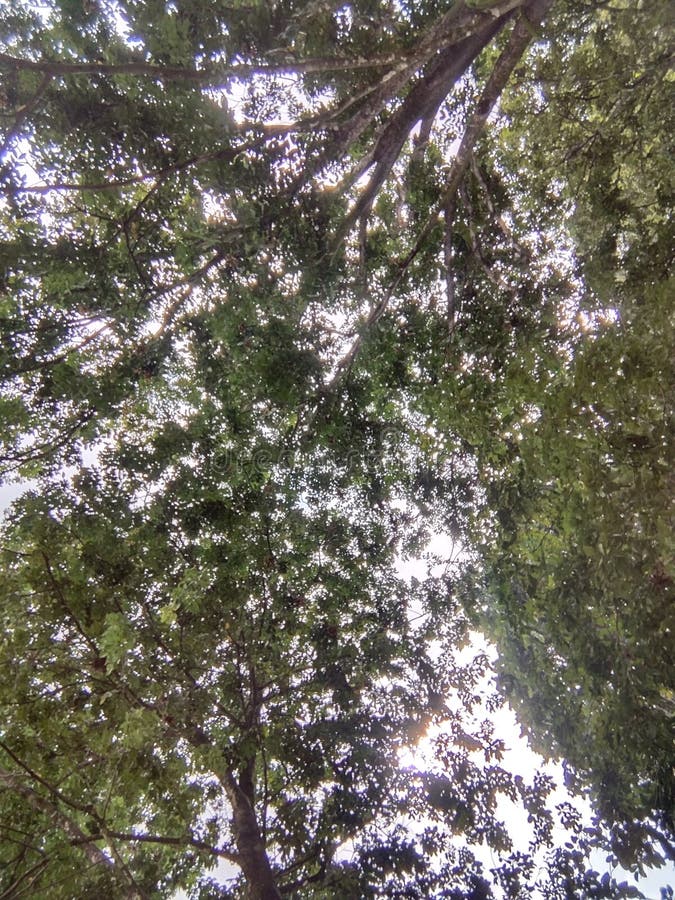 The Sun is Blocked by the Trees Stock Photo - Image of leaf, shrub ...