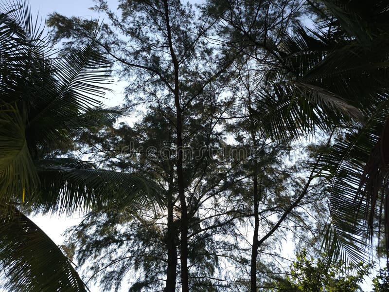 Sun Blocking Trees on the Outer Islands Stock Photo - Image of trees ...