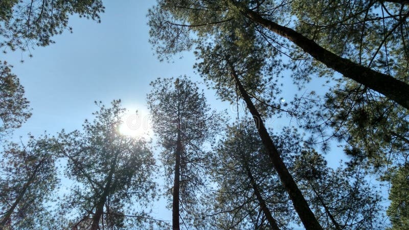 Sun Blue Sky on the Forest Tree Stock Image - Image of forest, tree ...
