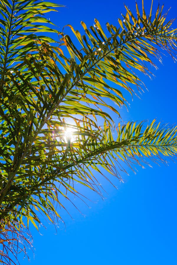 The Sun in the Blue Sky Shines through Palm Leaves Stock Photo - Image ...