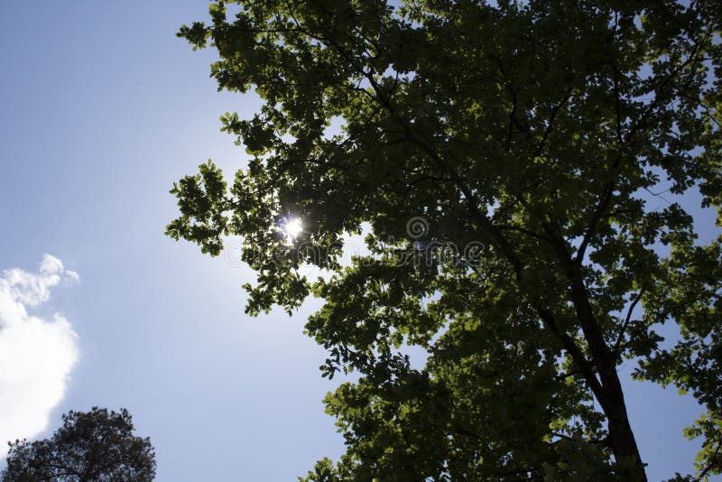Sun Shining through Tree Branches Stock Image - Image of summer ...