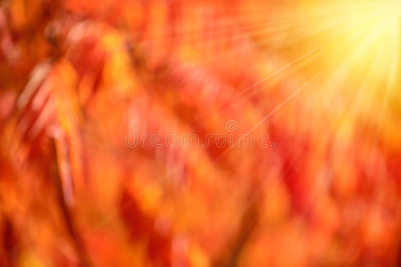 Sun in the Blurry Red Leaves Background Stock Image - Image of blurred ...