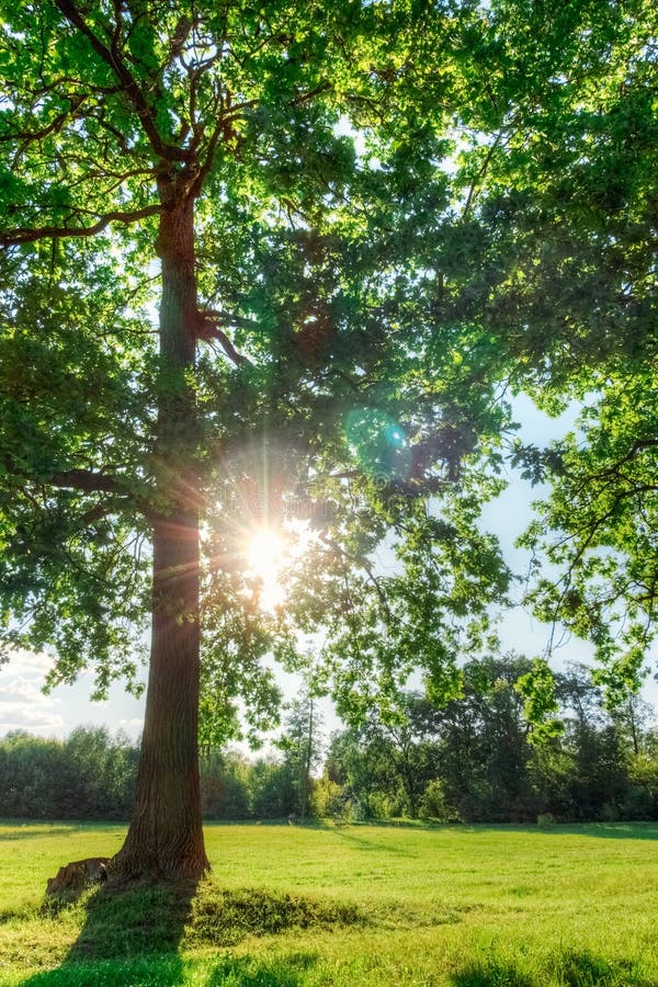 The Sun in the Branches of an Oak Tree Stock Photo - Image of green ...