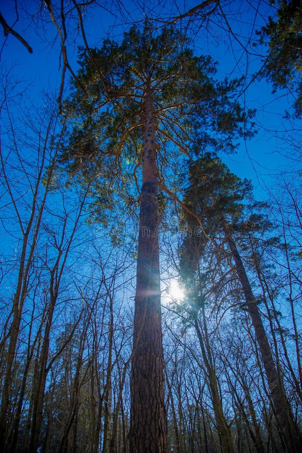 The Sun through the Branches of the Pines Stock Photo - Image of season ...