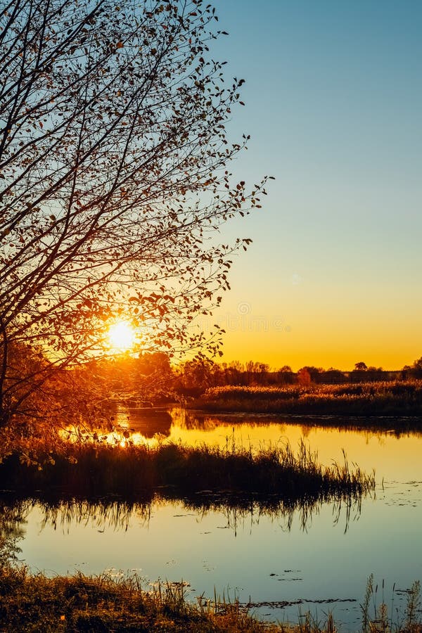 The Sun in the Branches of a Tree on the River Bank Stock Photo - Image ...