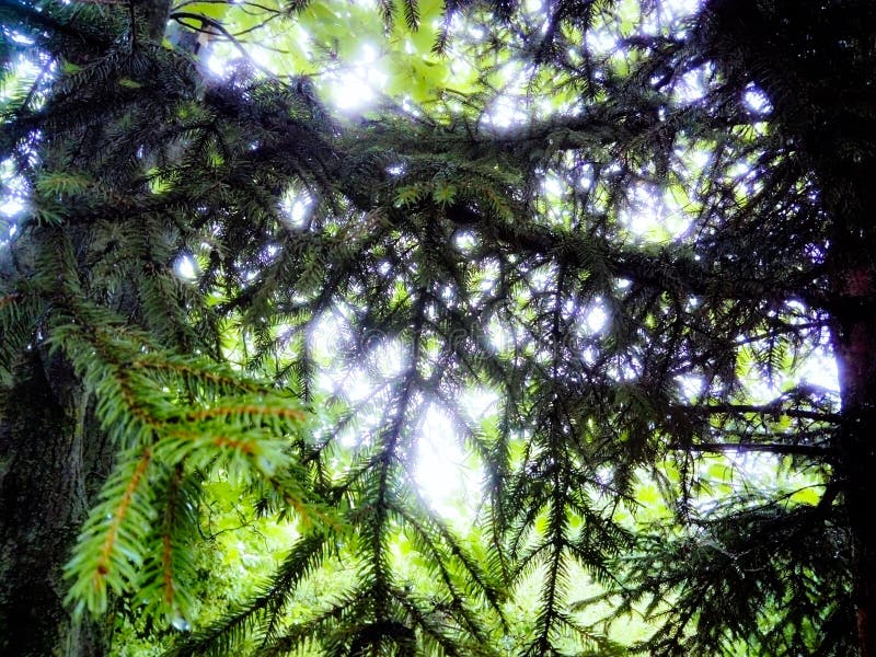 Sun Breaking through the Branches Stock Photo - Image of drops, thick ...