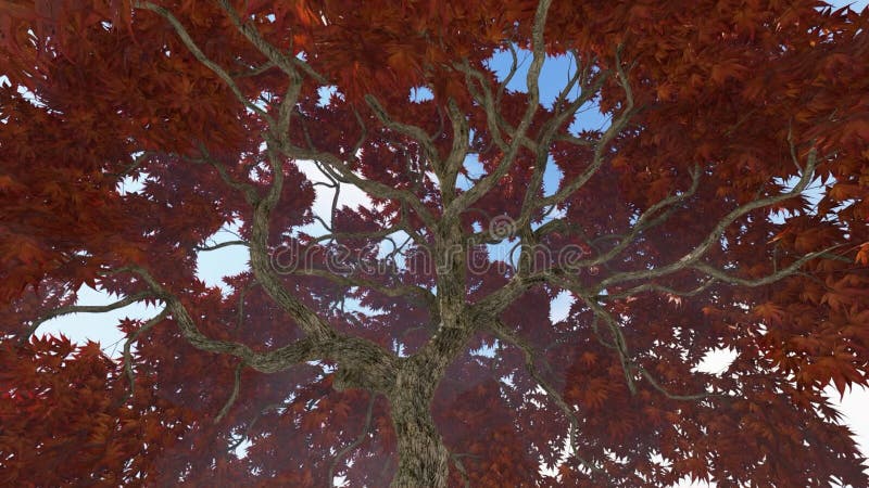 Sun Breaking through a Large Japanese Maple Tree Canopy Stock Video ...