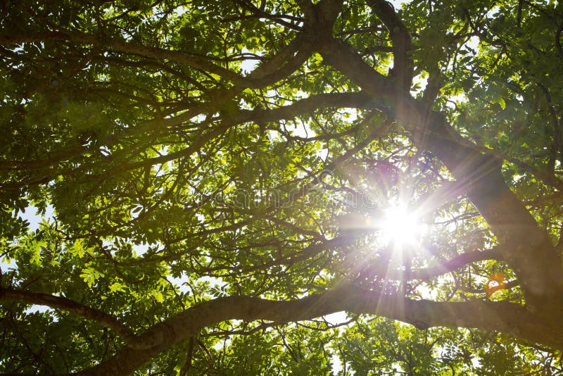 Sun Breaking through the Leaves of a Tree Stock Photo - Image of ...