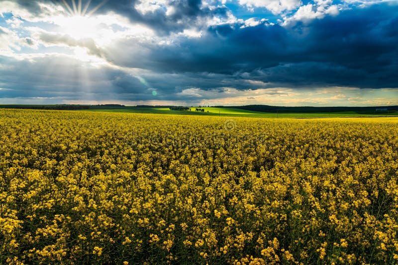 The Sun Breaking through Storm Clouds in a Flowering Rapeseed Field ...