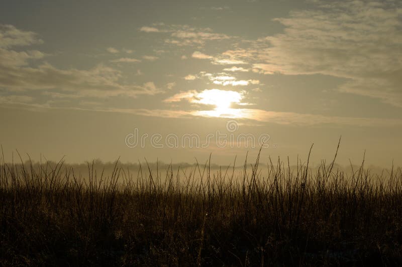 Sun Breaking Trough and Low Fog Over Grass Plants Stock Image - Image ...