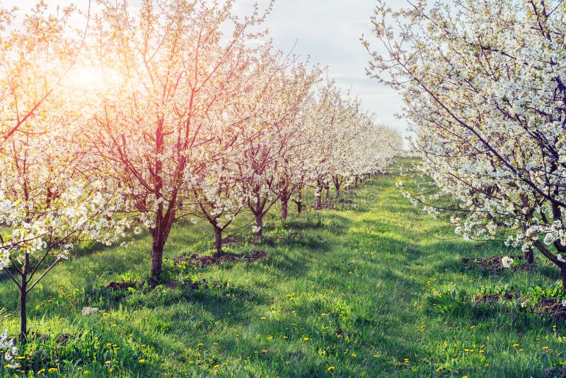 The Sun Breaks through the Branches Blossom Trees. Stock Image - Image ...