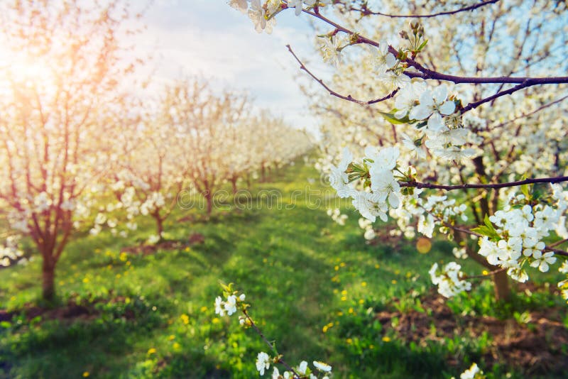 The Sun Breaks through the Branches Blossom Trees. Stock Photo - Image ...