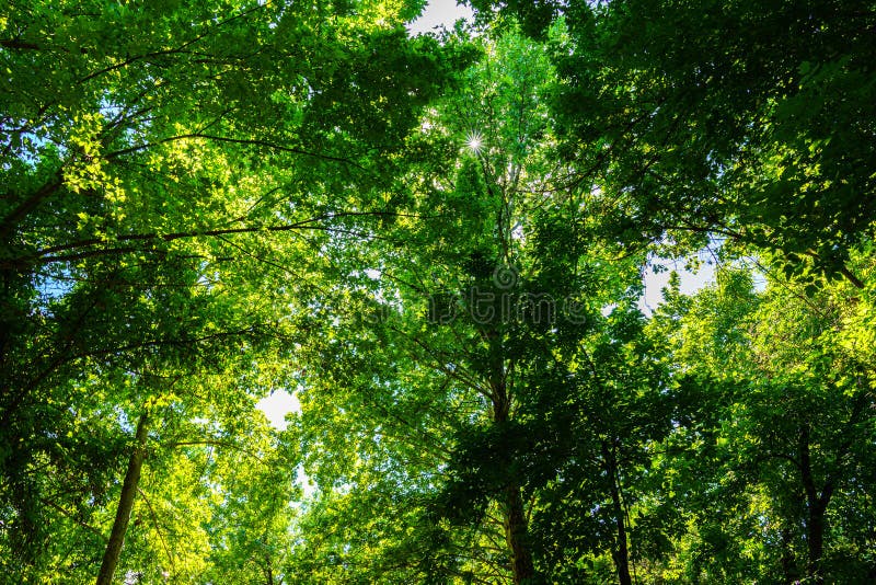 The Sun Breaks through the Branches and Leaves of Trees on a Sunny Day ...
