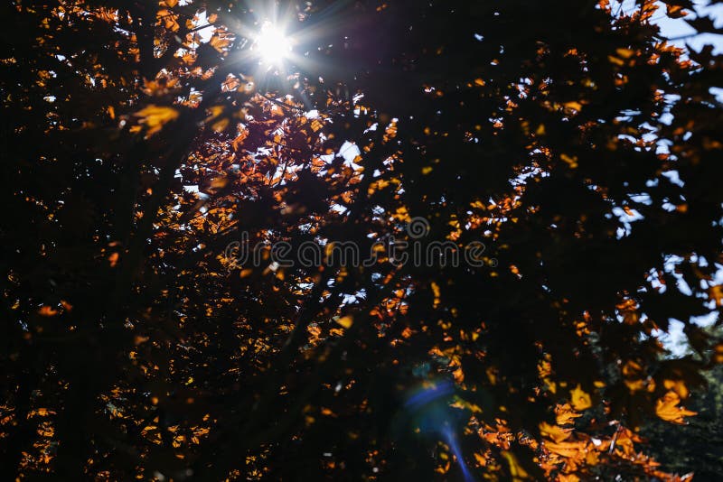 The Sun Breaks through the Leaves Stock Image - Image of sunlight, wood ...
