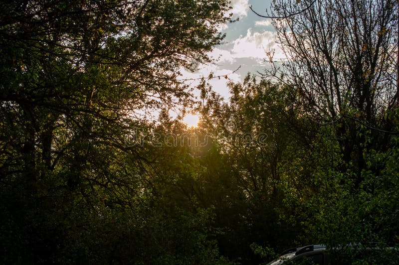 Sun Breaks through the Leaves of a Tree Stock Image - Image of mist ...