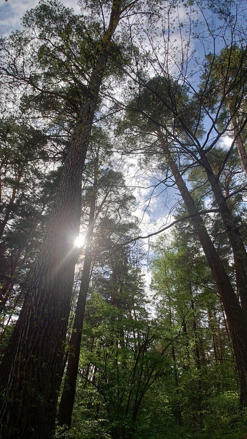 Looking Up in Spring Pine Forest Tree To Canopy Stock Photo - Image of ...