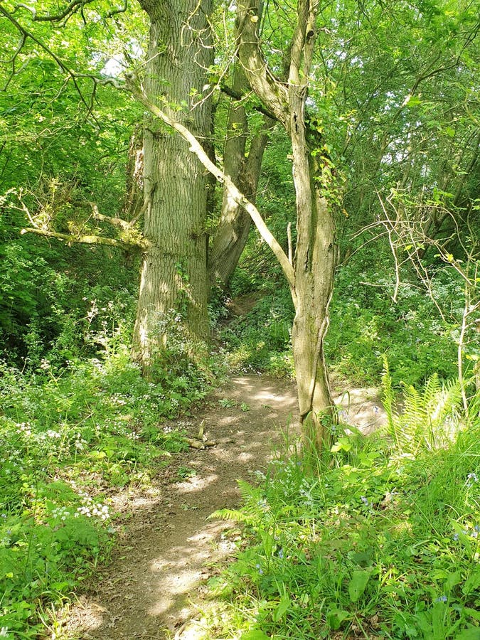 The Sun Breaks through the Trees Onto the Path Stock Photo - Image of ...