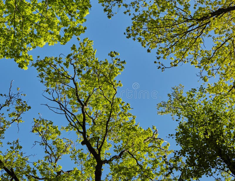 The Sun Brightly Shines through the Crooked Branches of a Majestic ...