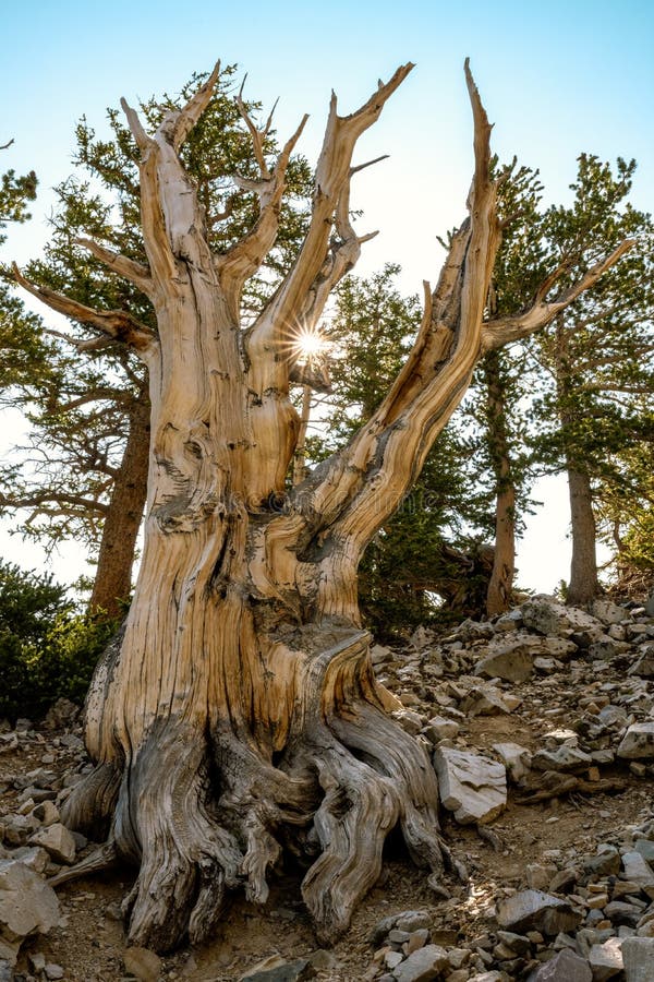 Bristle Cone Pine Tree stock image. Image of hike, beauty - 26119125